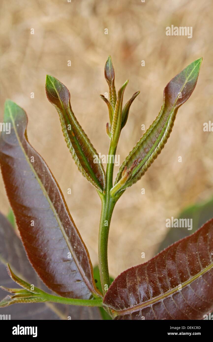 Terminalia alata leaves hi-res stock photography and images - Alamy