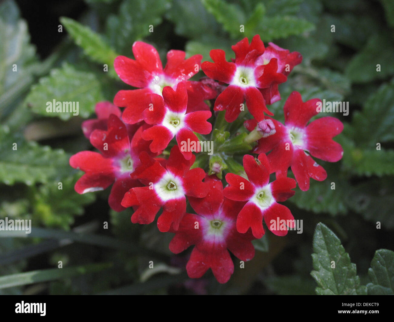 Empress flowers hi-res stock photography and images - Alamy
