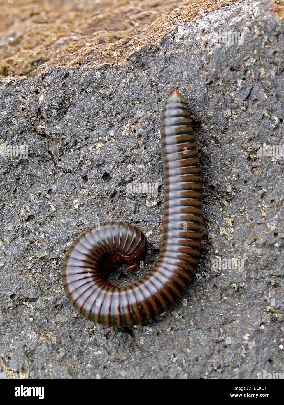 Millipede coil hi-res stock photography and images - Alamy