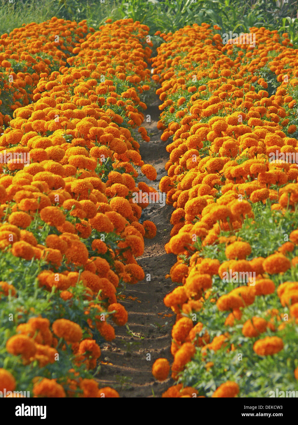 Field of Marigold flower. Botanical: Calendula officinalis (LINN ...