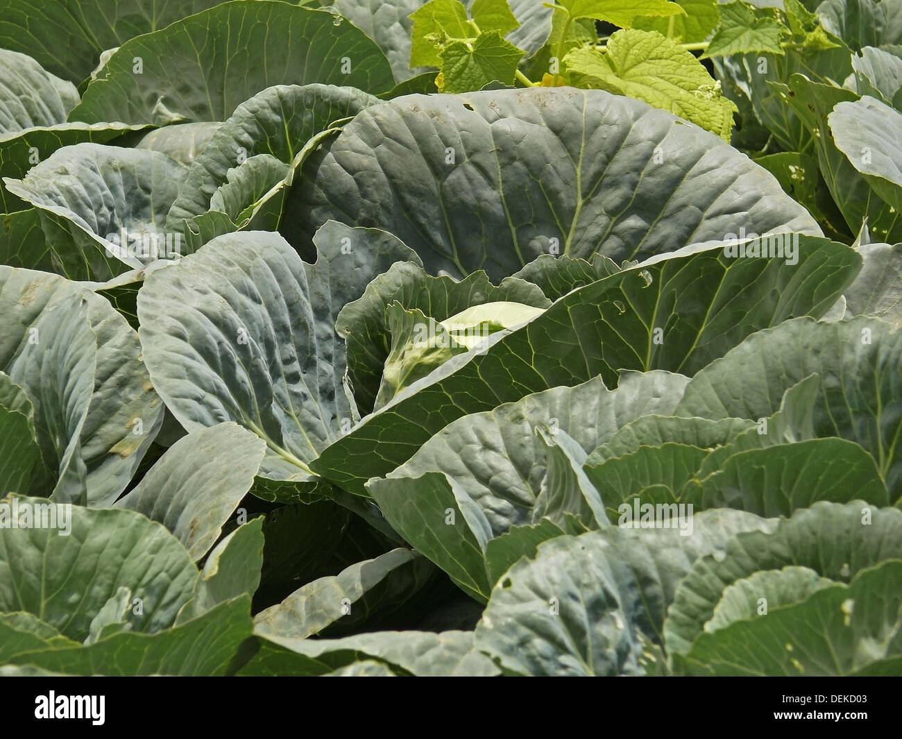 Common vegetables cabbage family hi-res stock photography and images ...