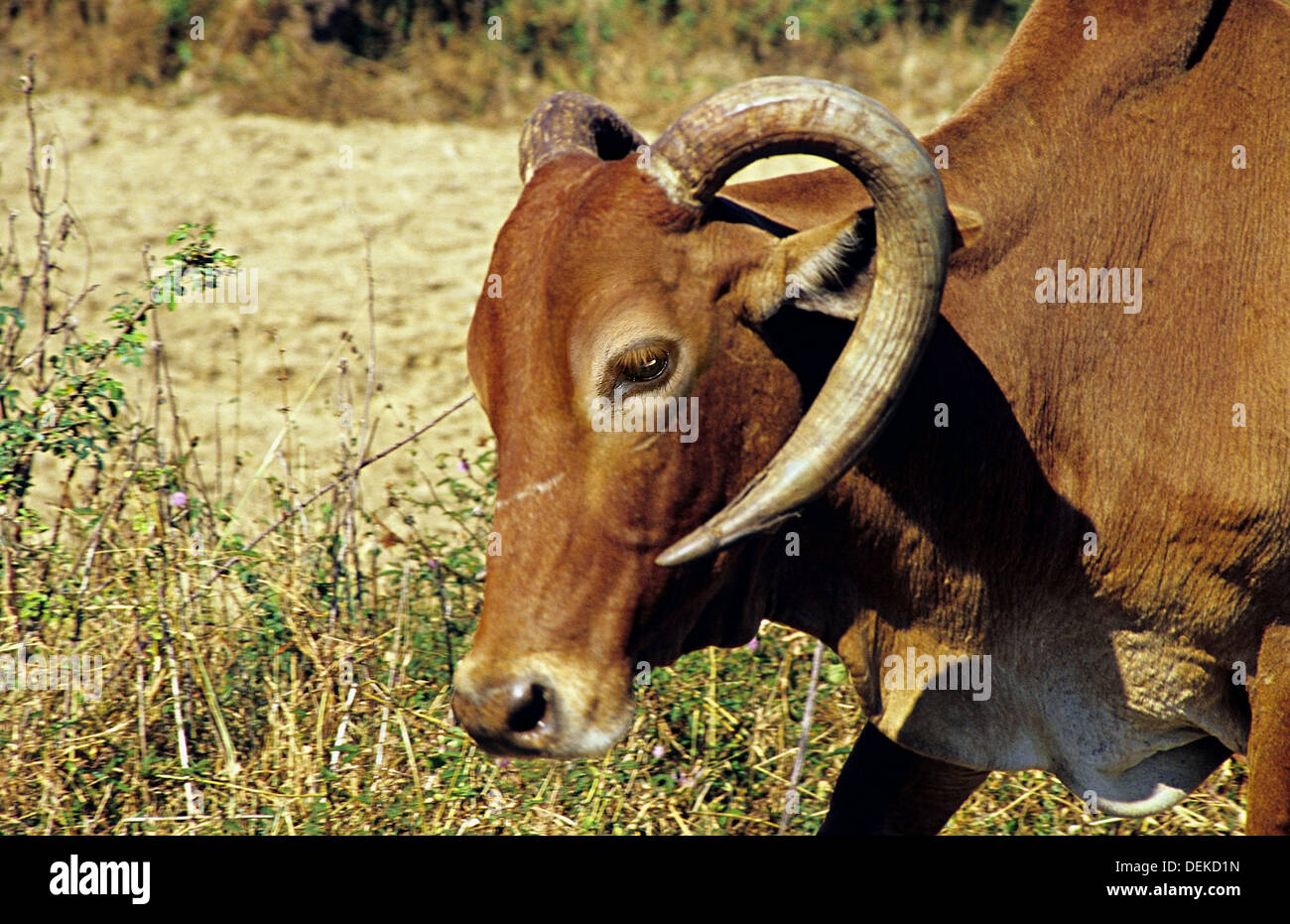Brahma bull head hi-res stock photography and images - Alamy