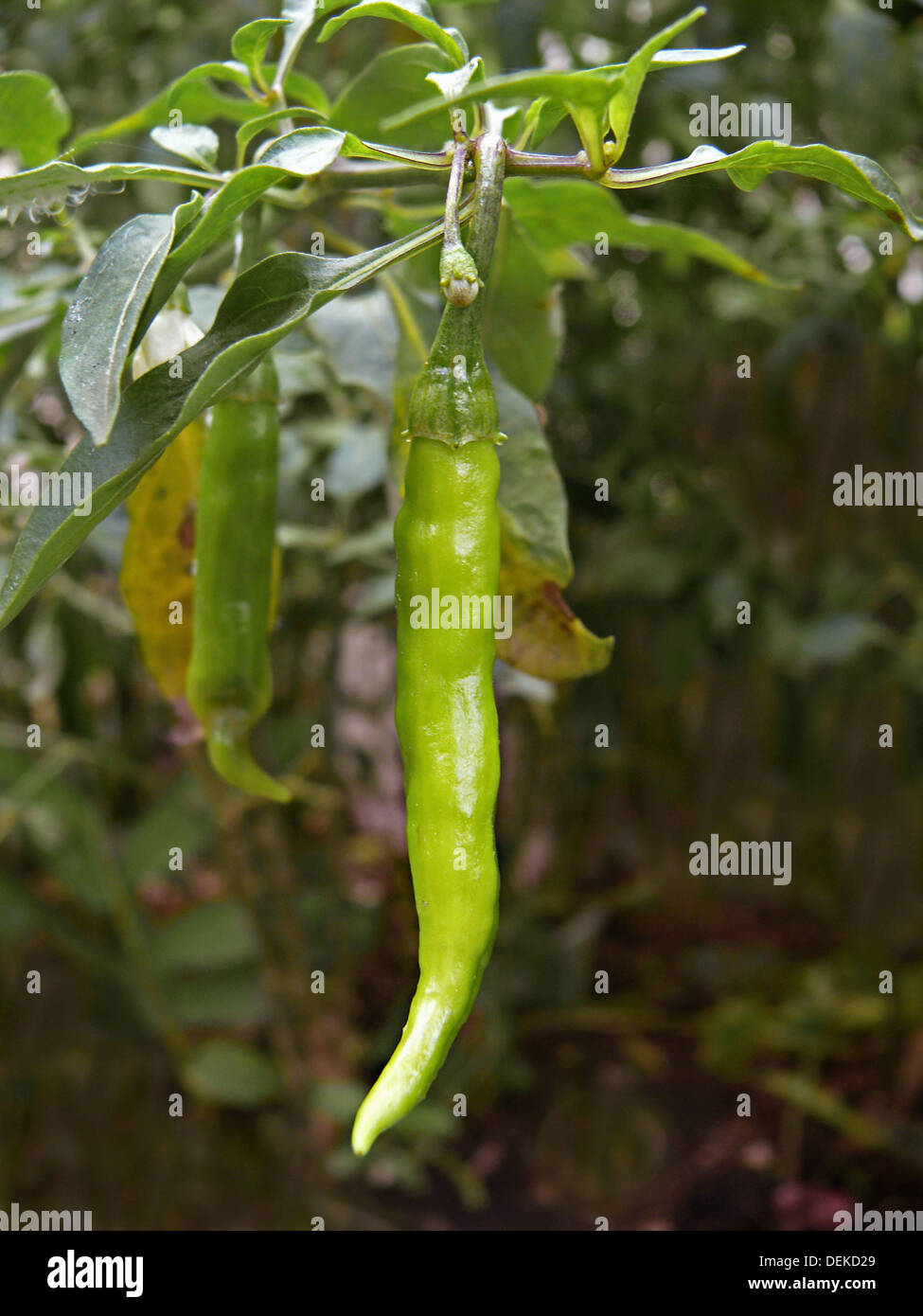 Plant of Common Chili, Capsicum annuum Stock Photo - Alamy