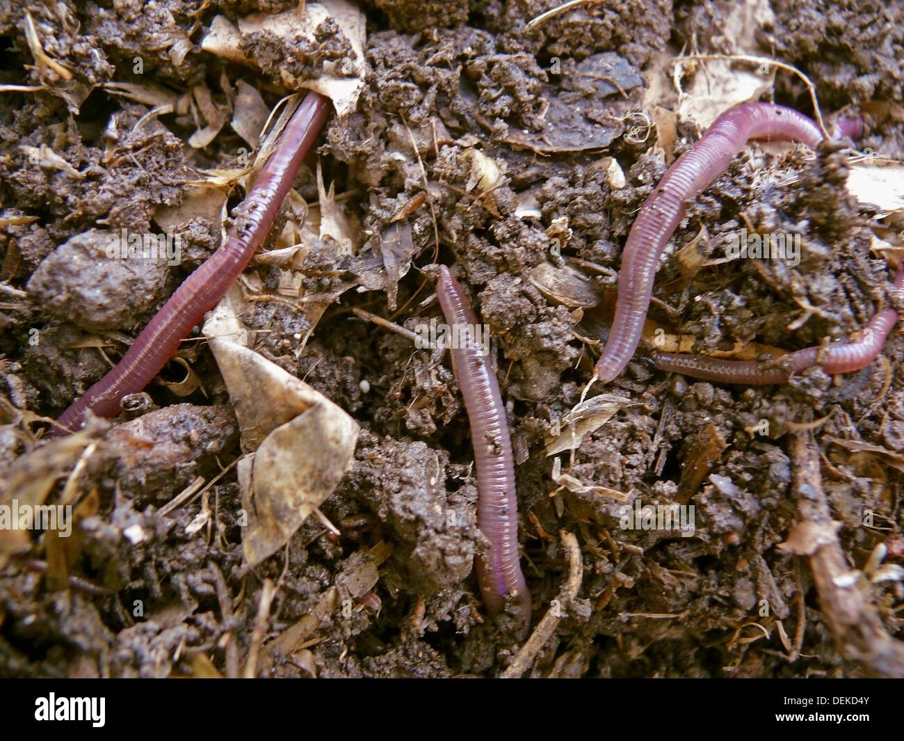 Earthworms and farm hi-res stock photography and images - Alamy
