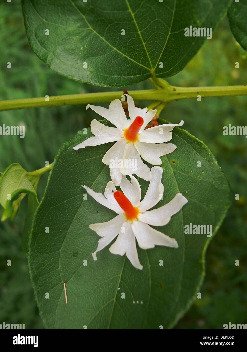 Parijat flower hi-res stock photography and images - Alamy