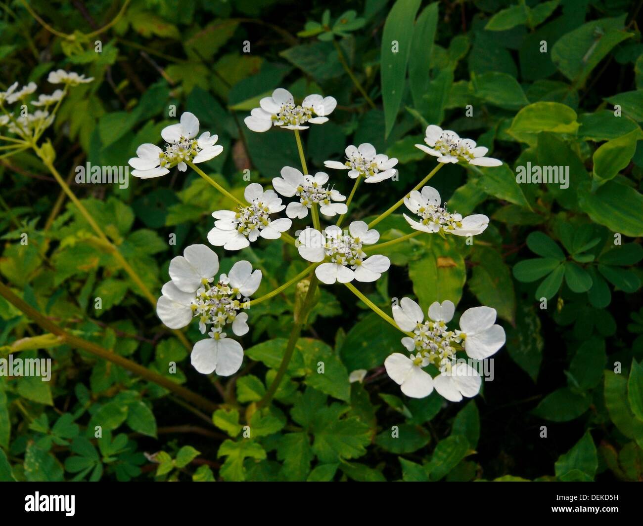 Panda, Pinda Concanensis, White colored wild Flowers Stock Photo - Alamy