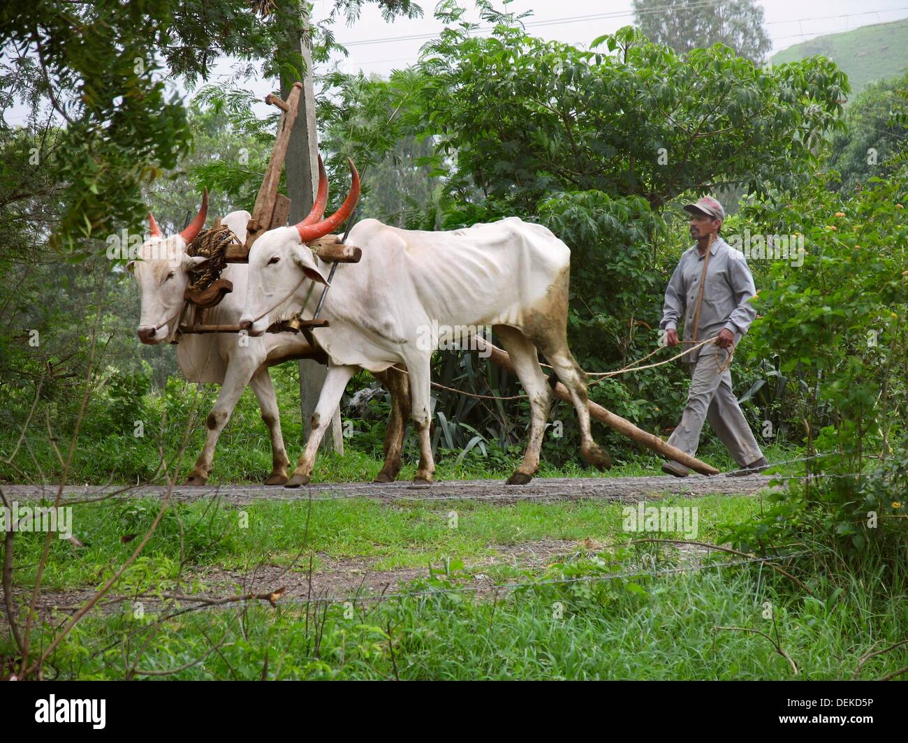 Sowing Plough High Resolution Stock Photography and Images - Alamy