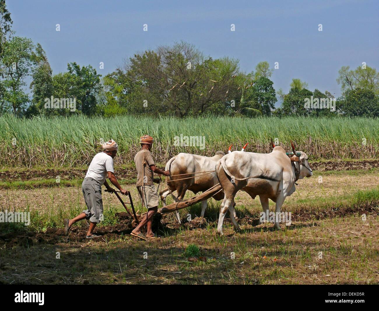 Farmer ploughing his field the old fashioned way hi-res stock ...