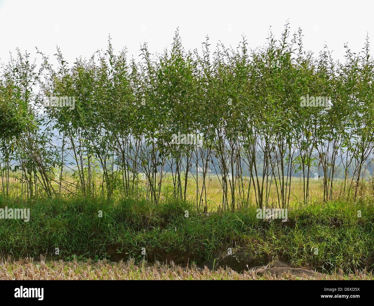 Red Gram Crop High Resolution Stock Photography and Images - Alamy