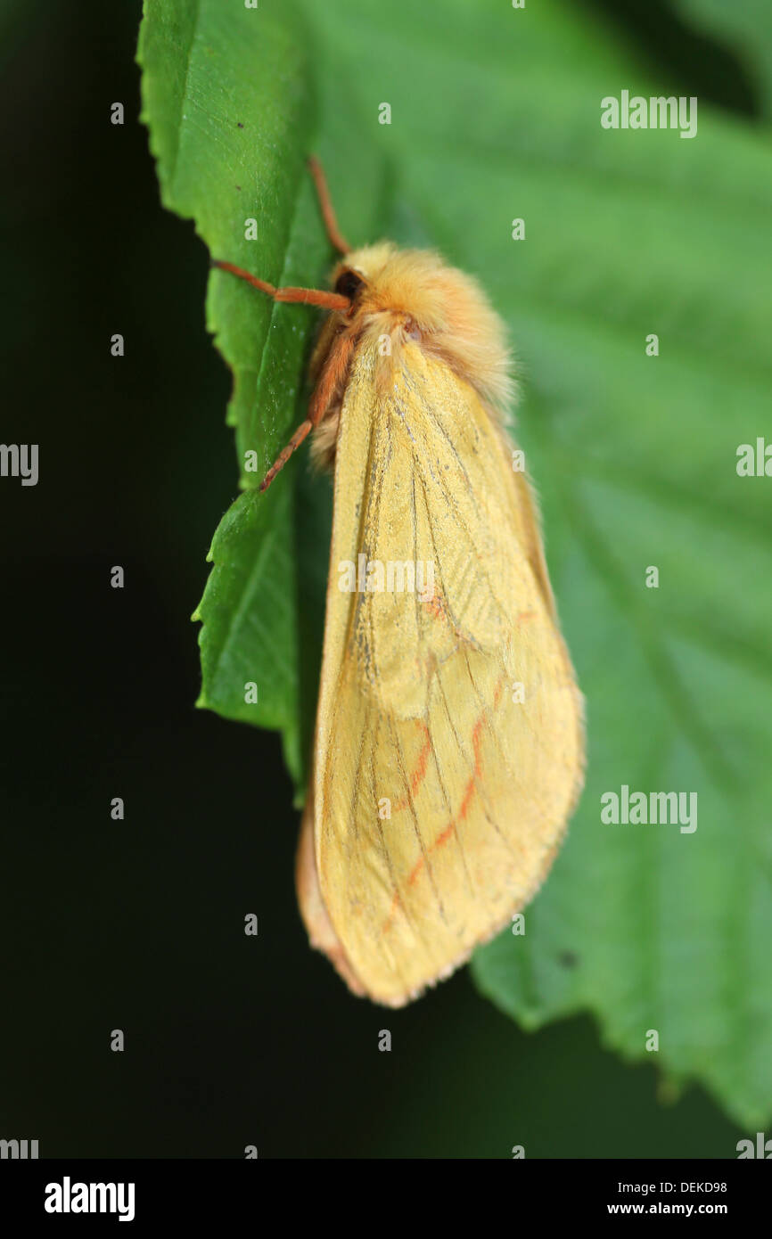 Female Ghost Moth Hepialus humuli Stock Photo - Alamy