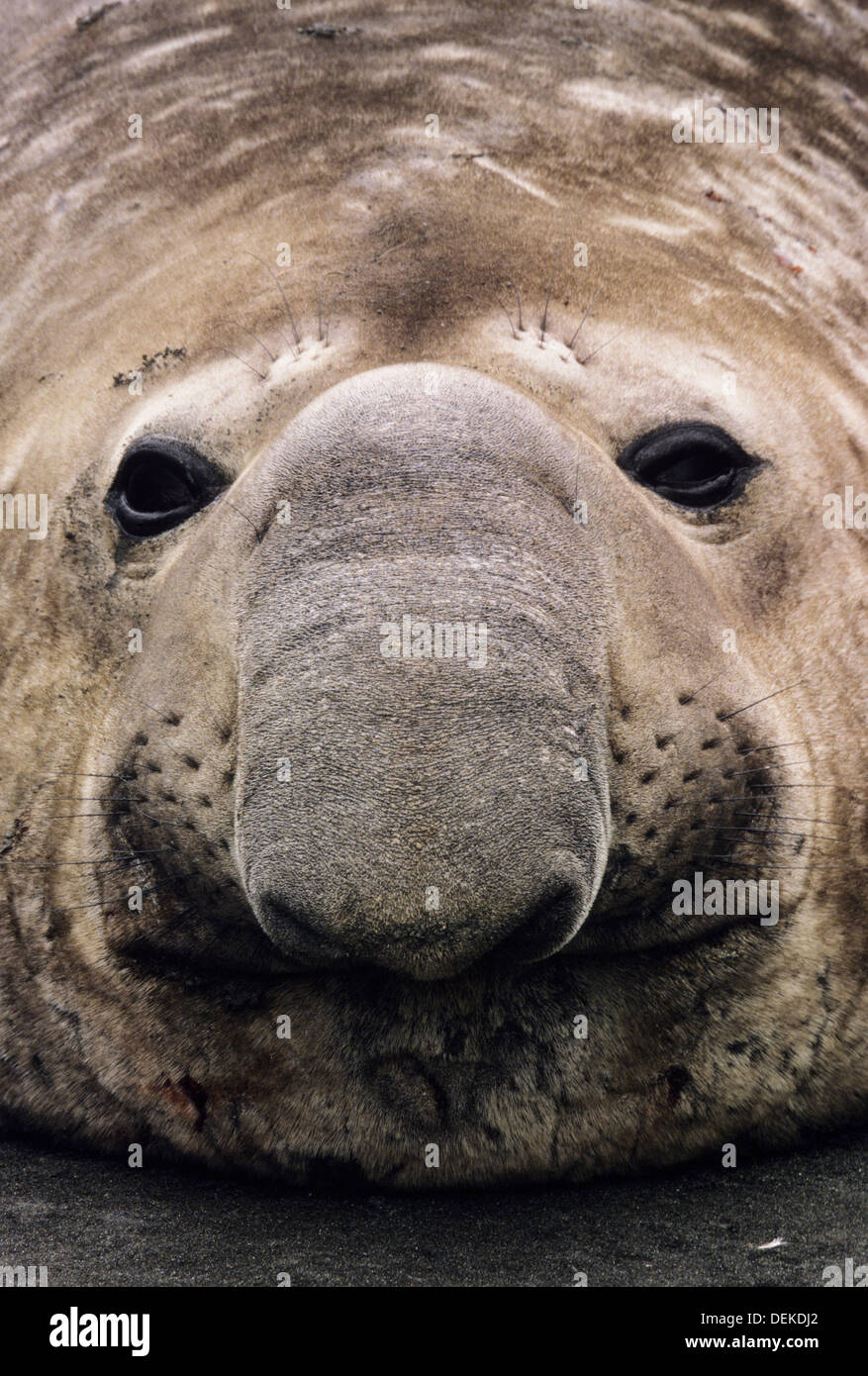 Southern Elephant Seal Mirounga leonina Stock Photo - Alamy Southern Elephant Seal Mirounga leonina Stock Photo - Alamy