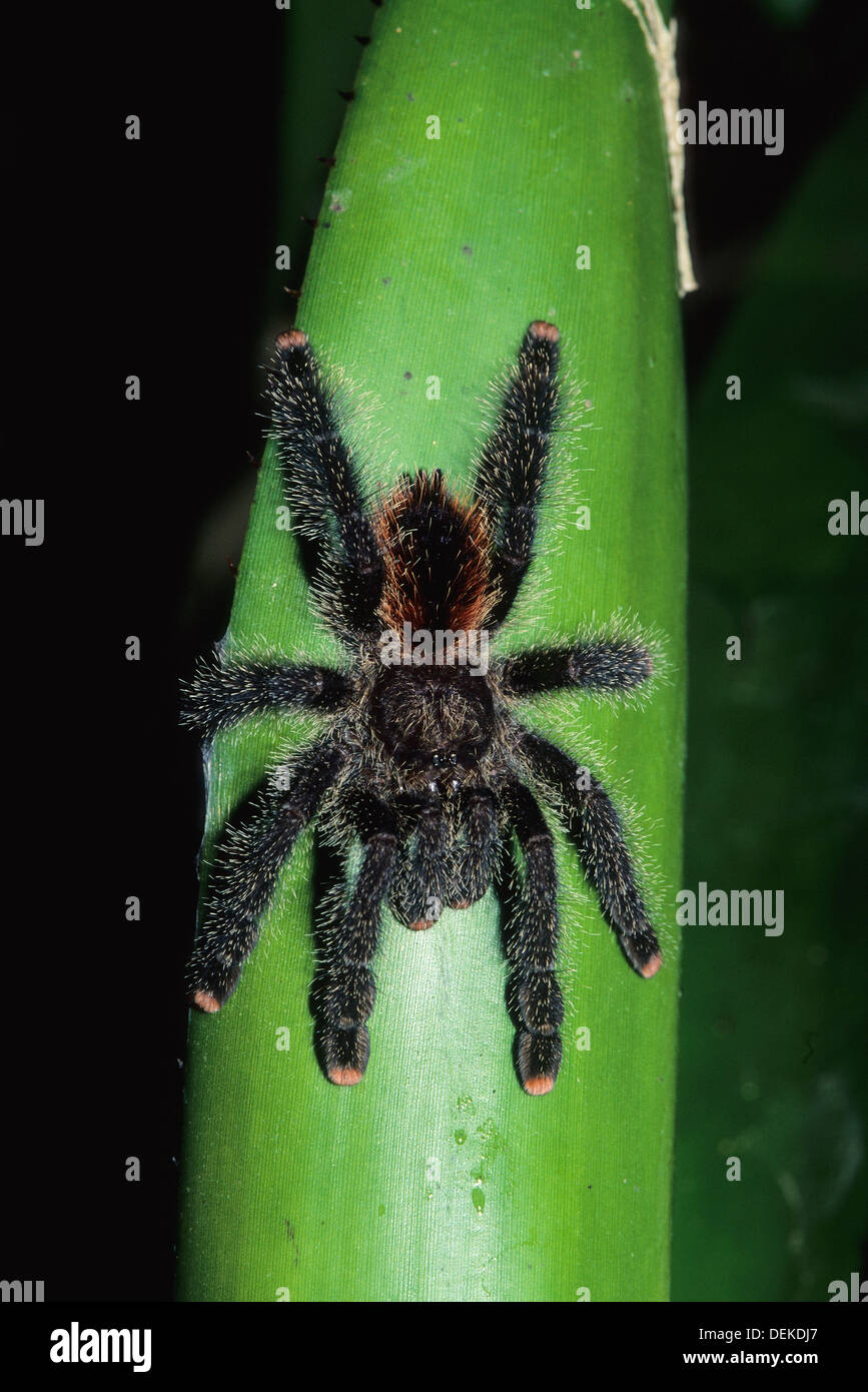 Tarantulas peru hi-res stock photography and images - Alamy