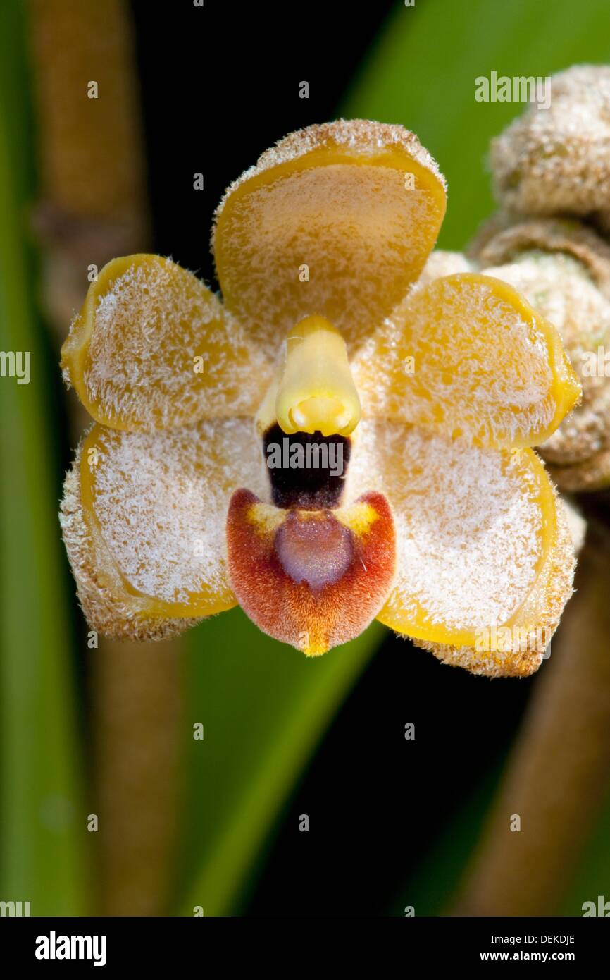 Eria detail hi-res stock photography and images - Alamy