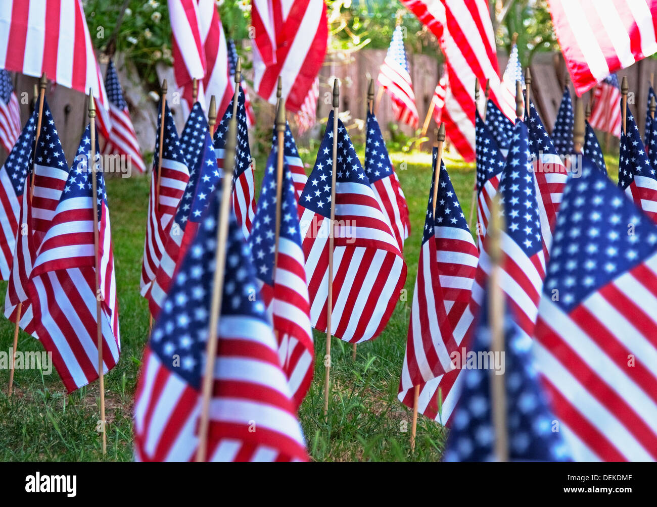 American flags planted in green lawn Stock Photo - Alamy