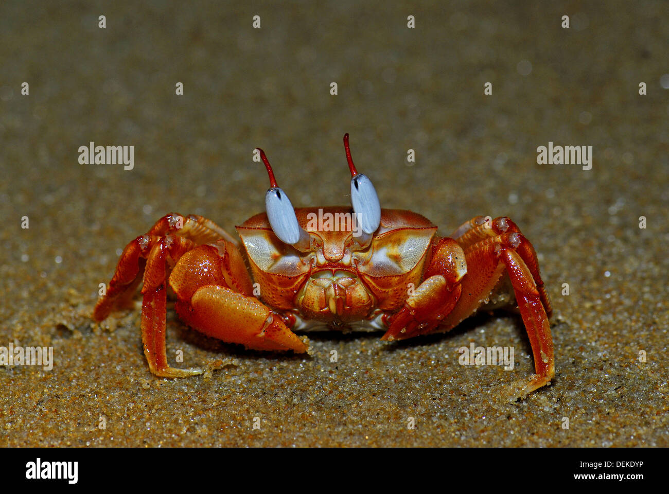 Ghost crab at night hi-res stock photography and images - Alamy