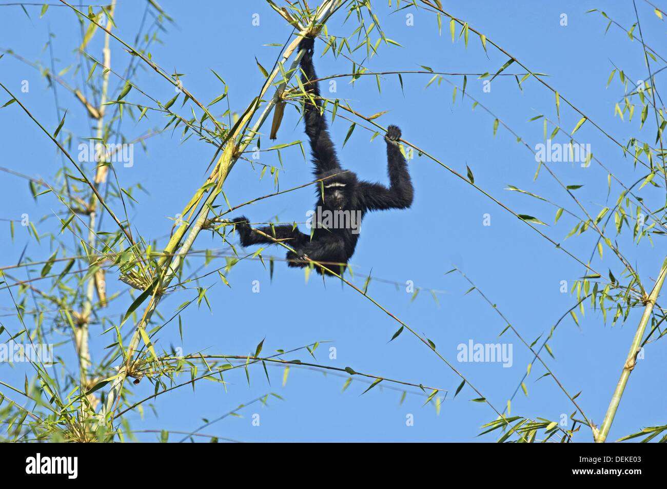 Hanging bamboo hi-res stock photography and images - Alamy