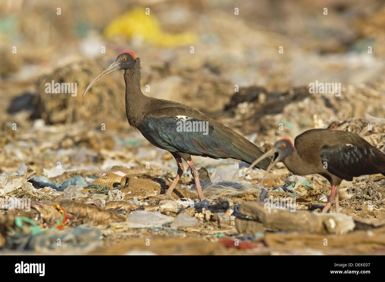 Searching for food in garbage hi-res stock photography and images - Alamy