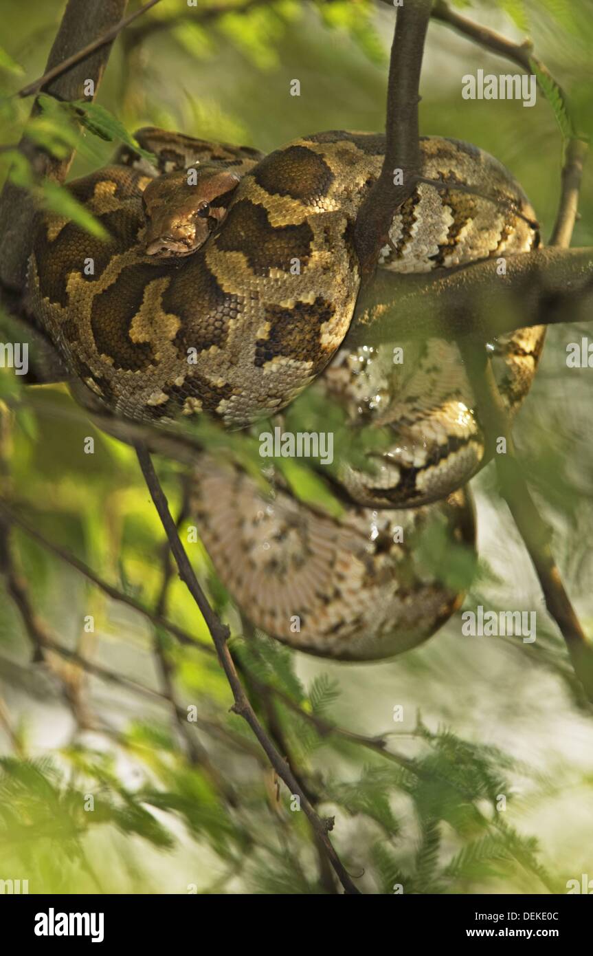 Rock python tree hi-res stock photography and images - Alamy