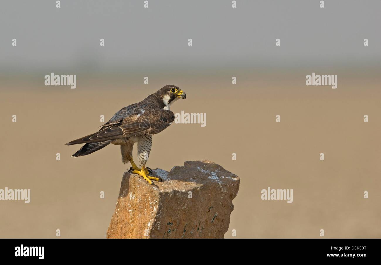 Peregrine Falcon in Rann of Katch Gujarat India Stock Photo - Alamy