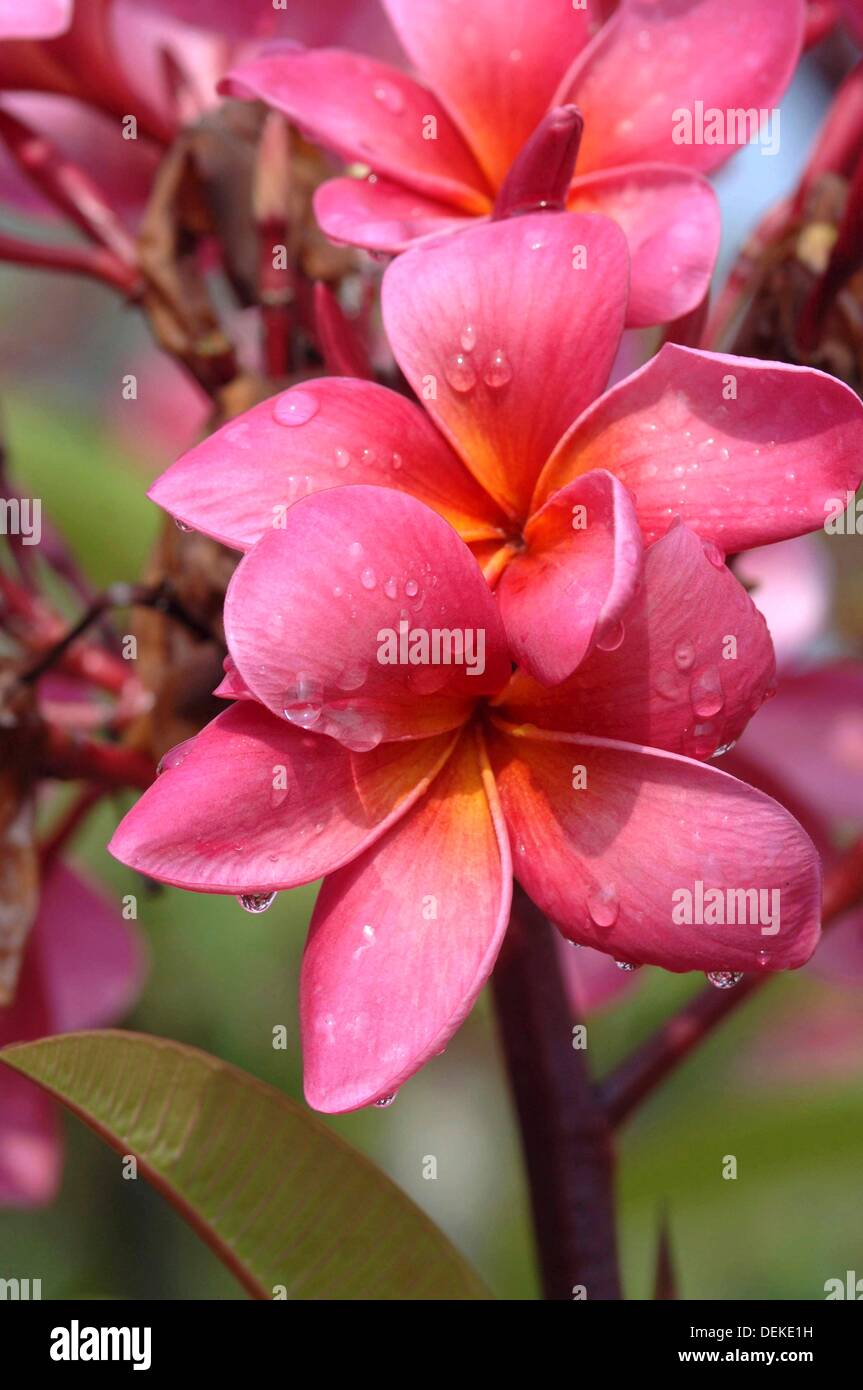 LA FLOR DE MAYO ALHELI FRANGIPANI PLUMERIA RUBRA ES UN ARBUSTO Stock ...