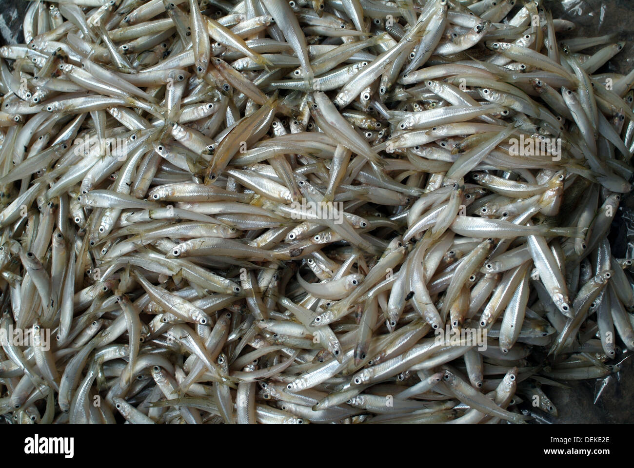 Purhepecha High Resolution Stock Photography and Images - Alamy