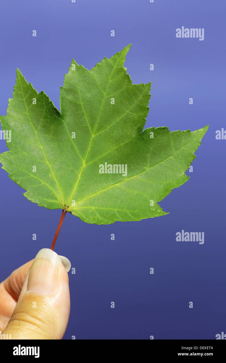 Red maple acer rubrum leaf hi-res stock photography and images - Alamy
