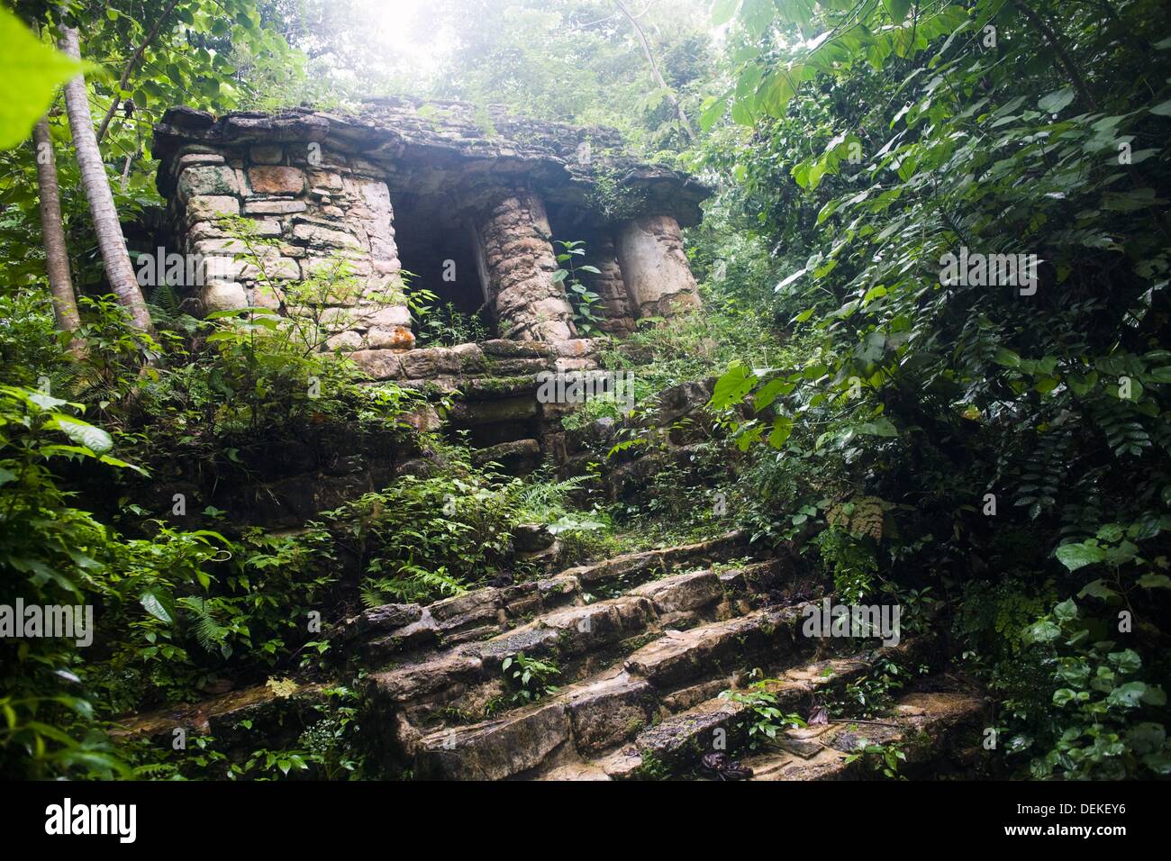 Lacandon jungle rainforest hi-res stock photography and images - Alamy