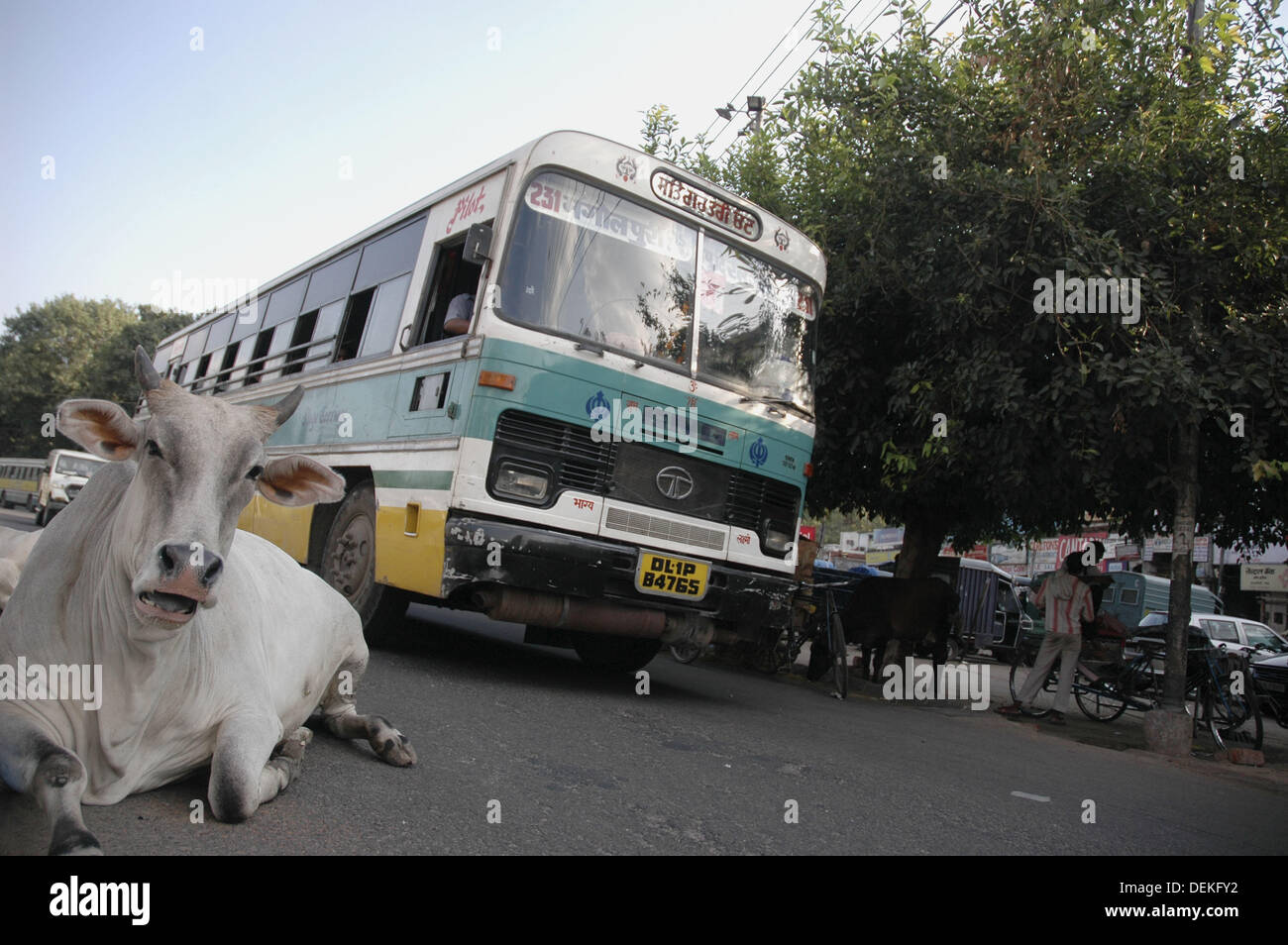 Delhi, India: cow sitting on the road by a running bus Stock Photo - Alamy