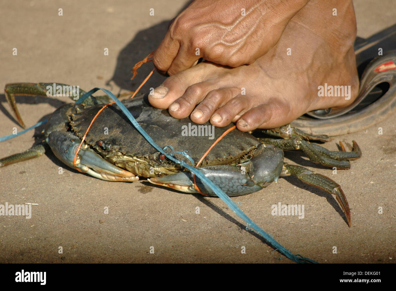 Big crab at the fisk market hi-res stock photography and images - Alamy