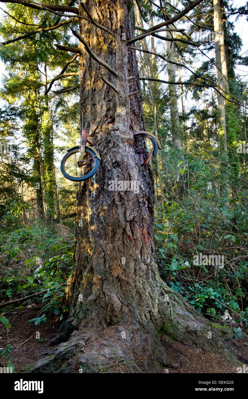 Vashon bicycle tree hi-res stock photography and images - Alamy