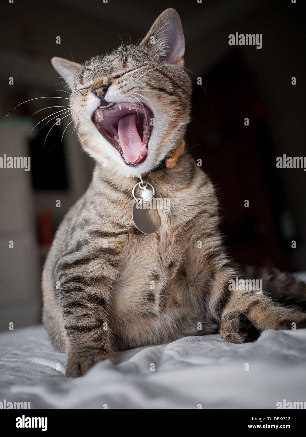 Kitten yawning hi-res stock photography and images - Alamy