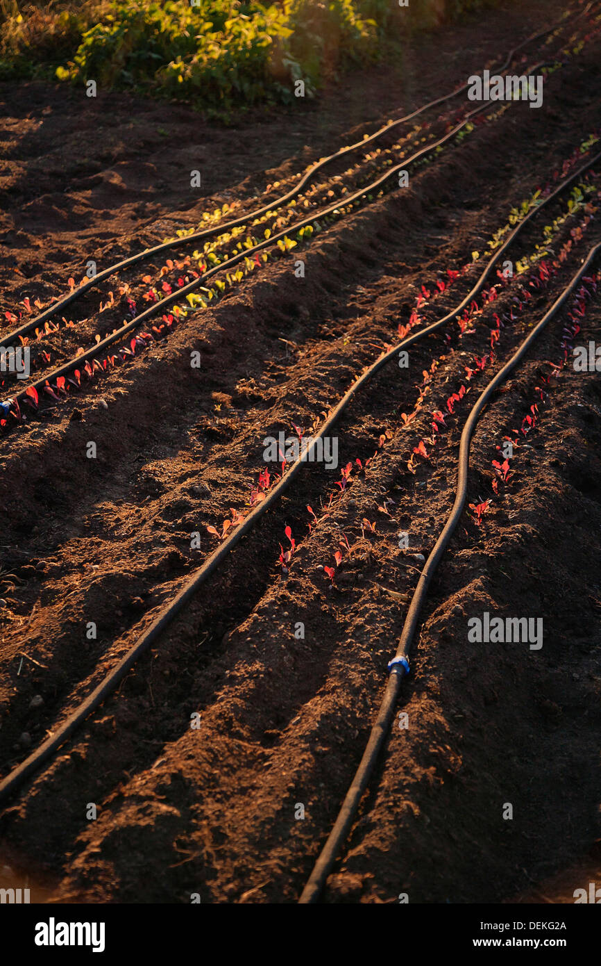 Crop seedling hi-res stock photography and images - Alamy