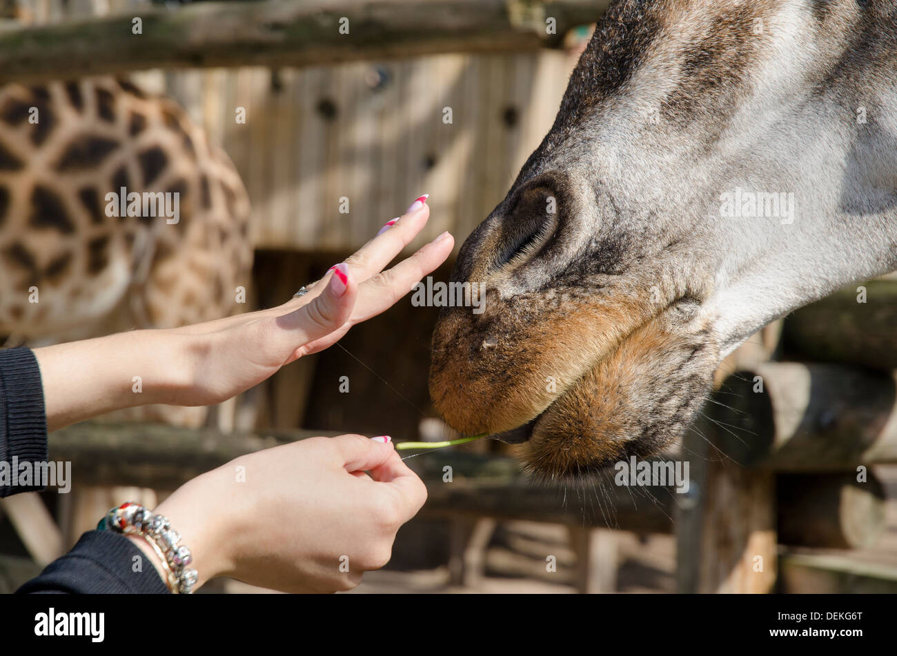 Giraffe eating food hi-res stock photography and images - Alamy