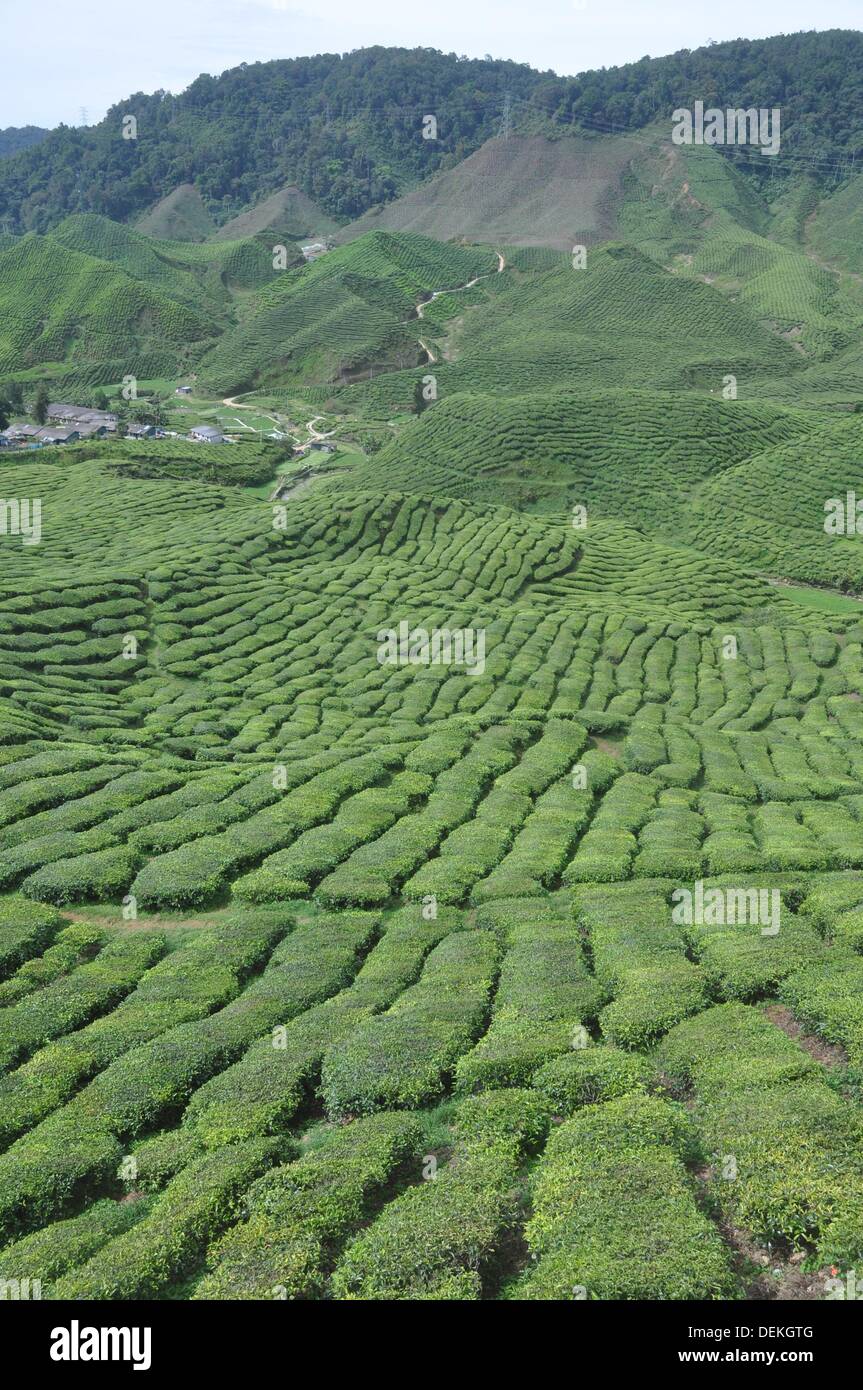 Cameron Highlands (Malaysia): tea plantation Stock Photo - Alamy