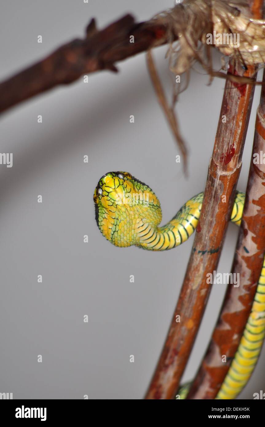 Snake temple penang malaysia hi-res stock photography and images - Alamy