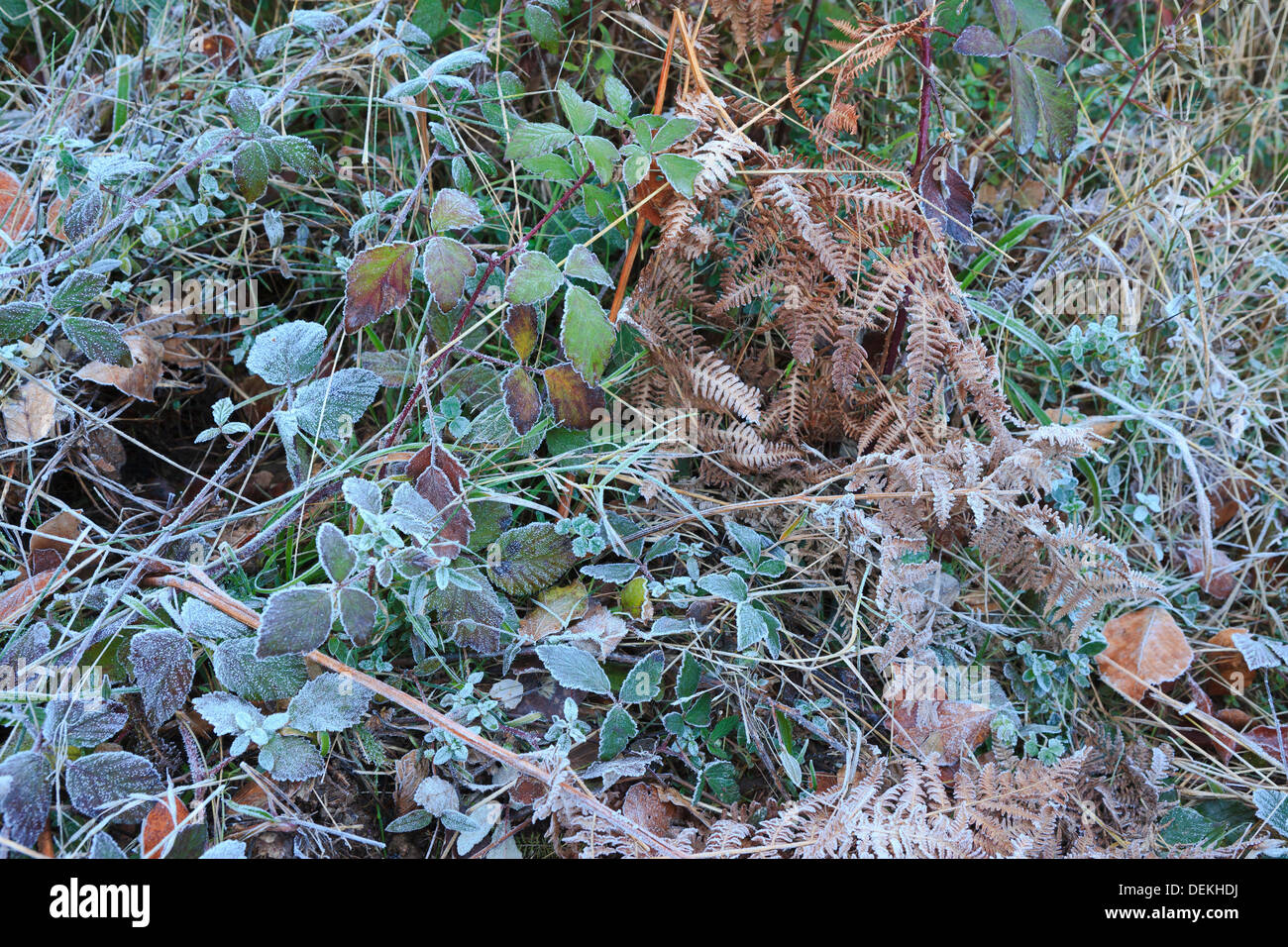 Frost on Elm-leaf Blackberry (Rubus ulmifolius) and ferns leaves ...
