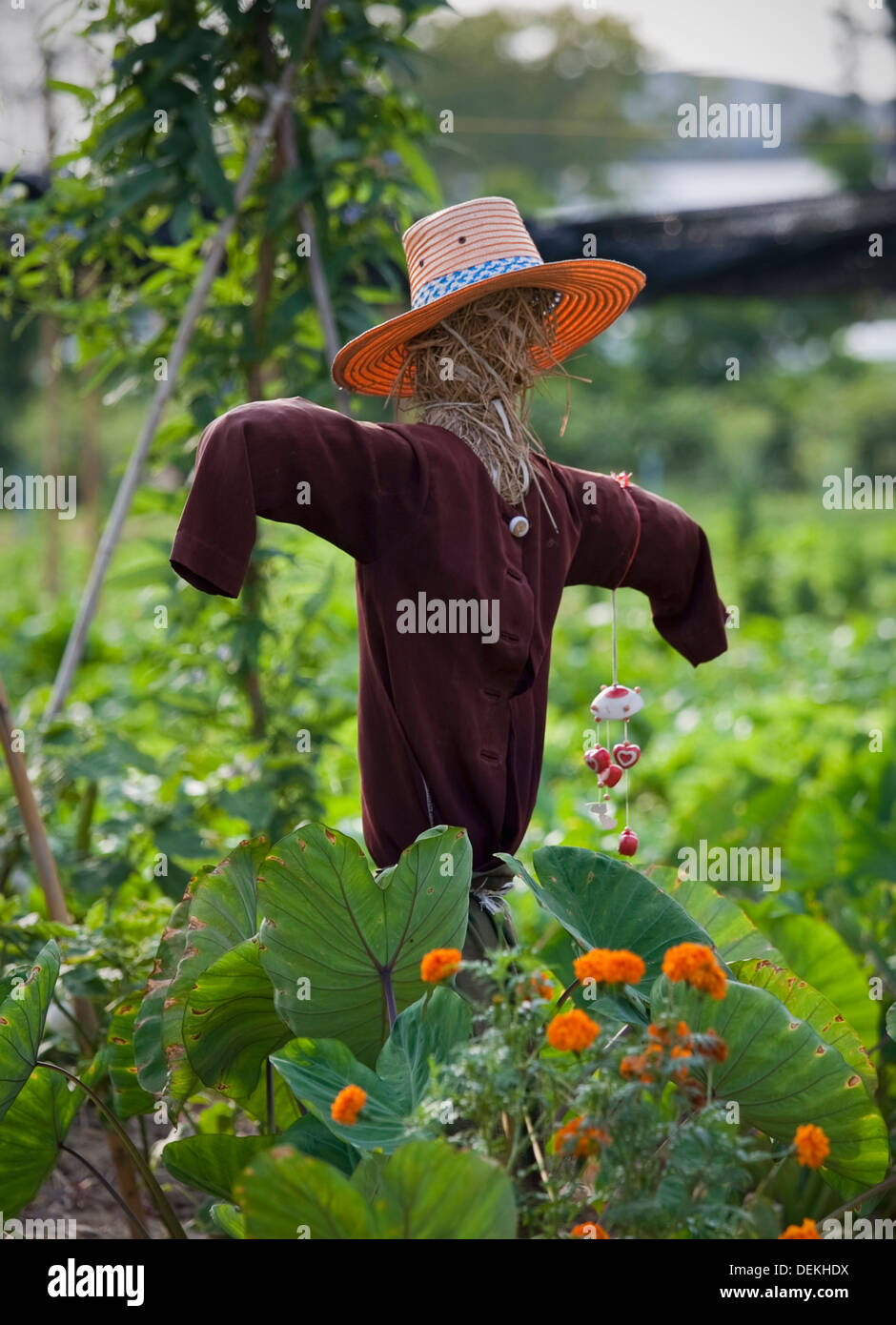 Scarecrow in crop field Stock Photo - Alamy