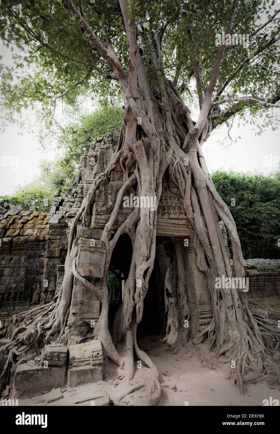 Tree roots growing over temple, Angkor, Cambodia Stock Photo - Alamy