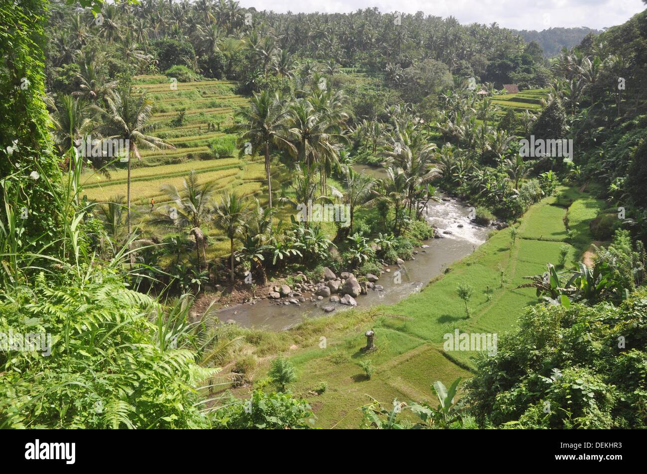 Ayung hi-res stock photography and images - Alamy