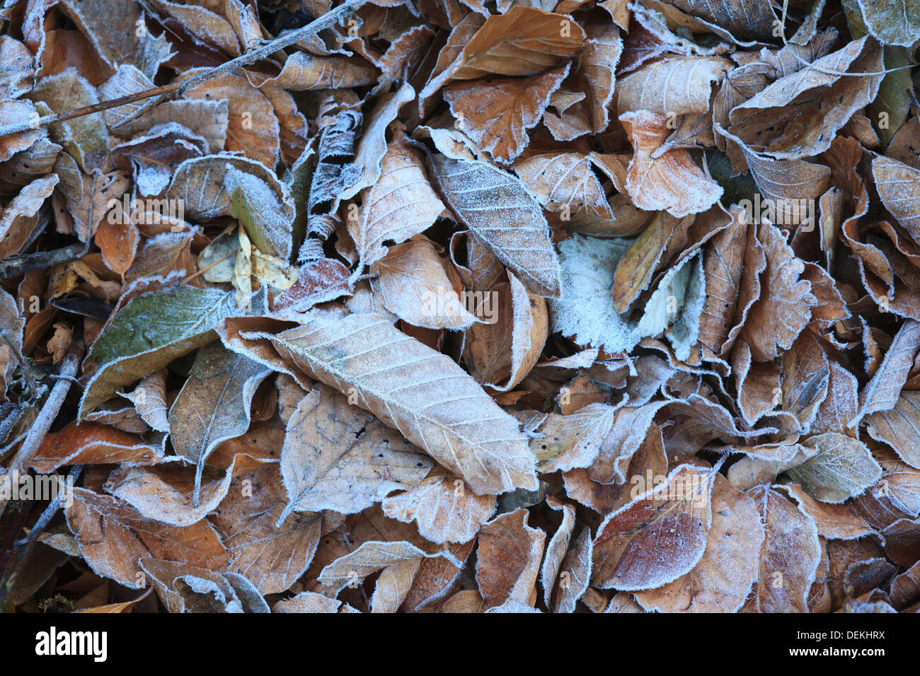 Fagus sylvatica frost hi-res stock photography and images - Alamy