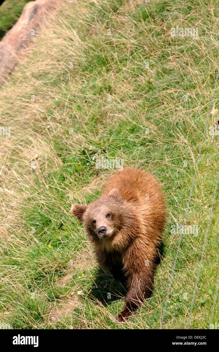 Bern (Switzerland): a bear, symbol of the city Stock Photo - Alamy