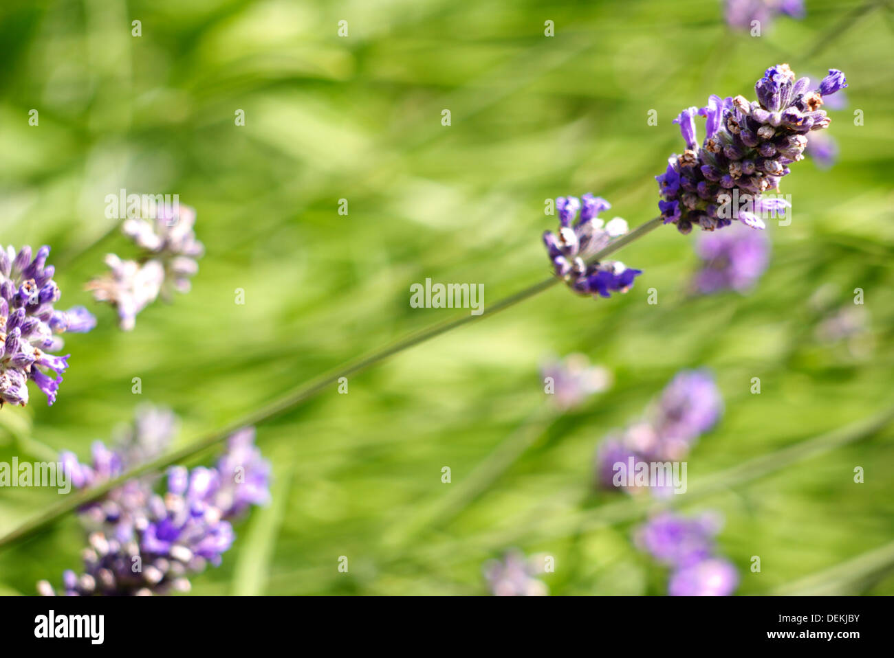 A single stem of Lavender Stock Photo - Alamy