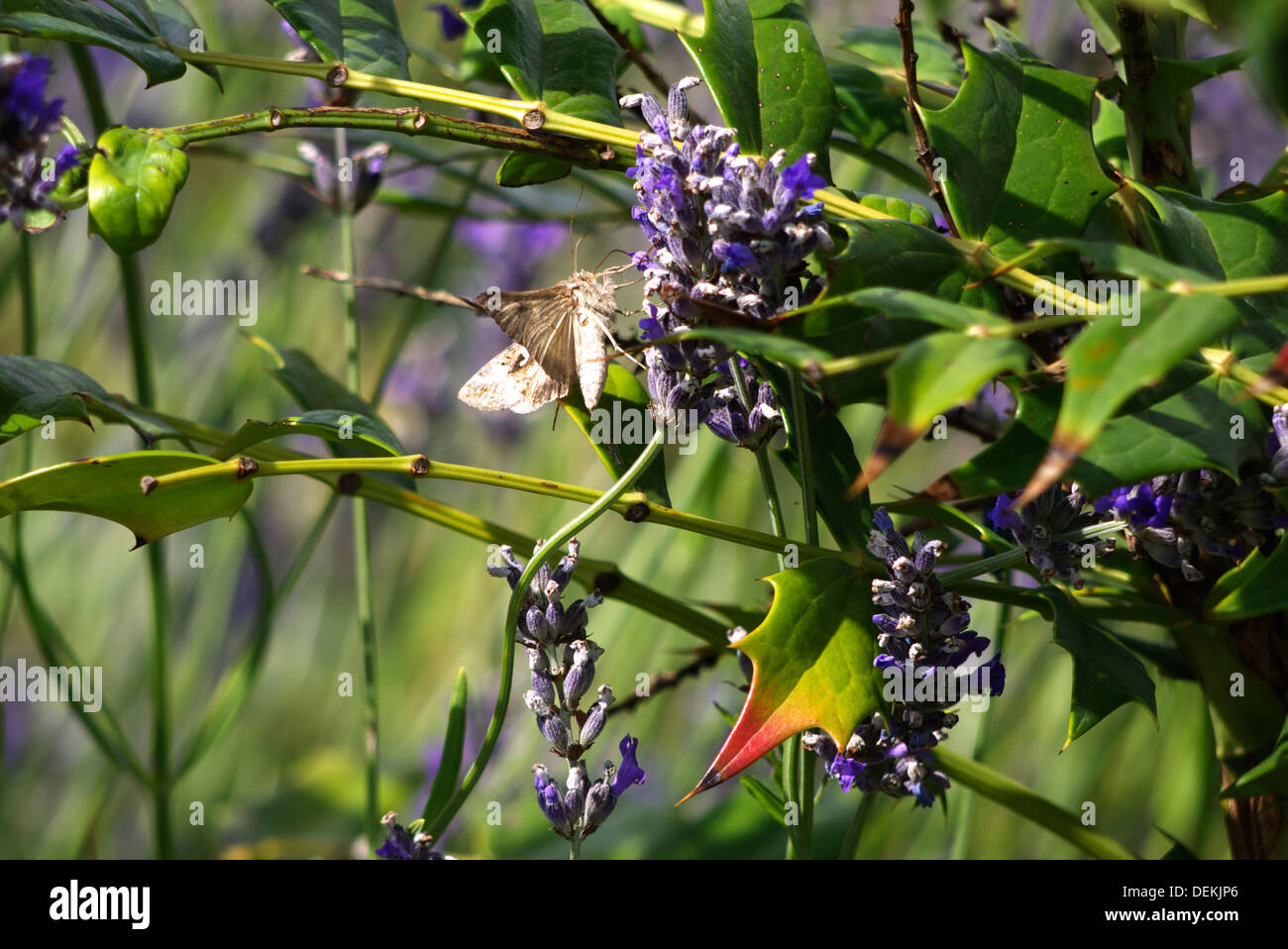 Gatekeeper moth hi-res stock photography and images - Alamy