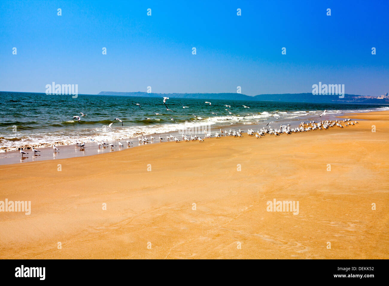 Flock of birds on the beach, Utorda Beach, Majorda, South Goa, Goa ...