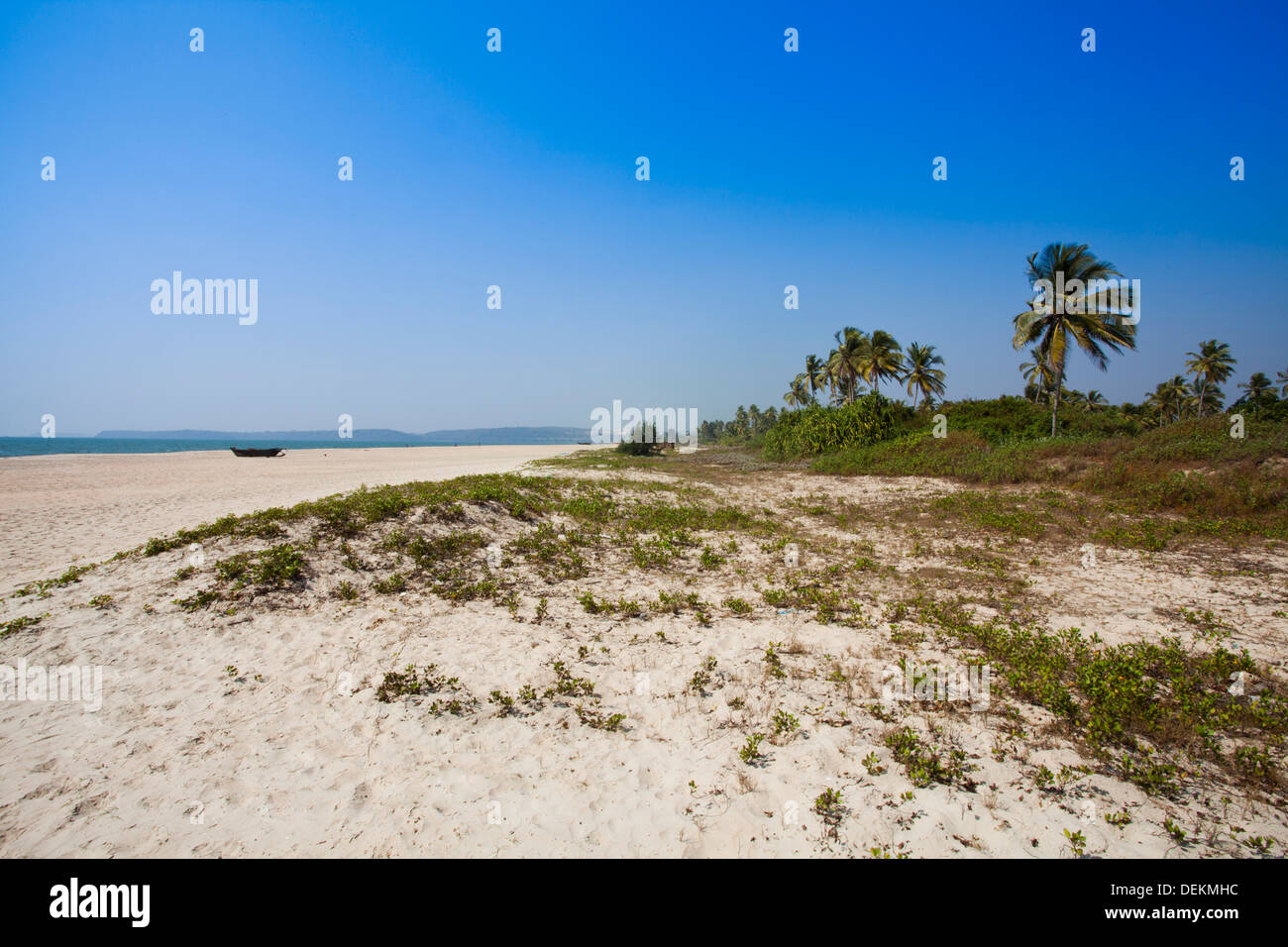 Trees on the beach, Cansaulim Beach, Majorda, South Goa, Goa, India ...