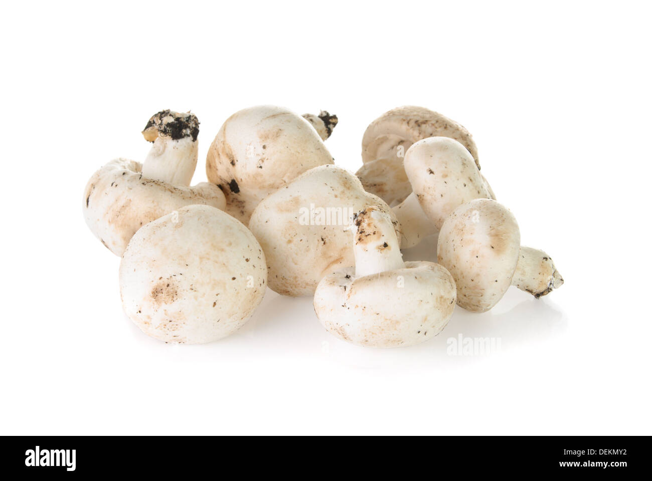 White button mushrooms hi-res stock photography and images - Alamy