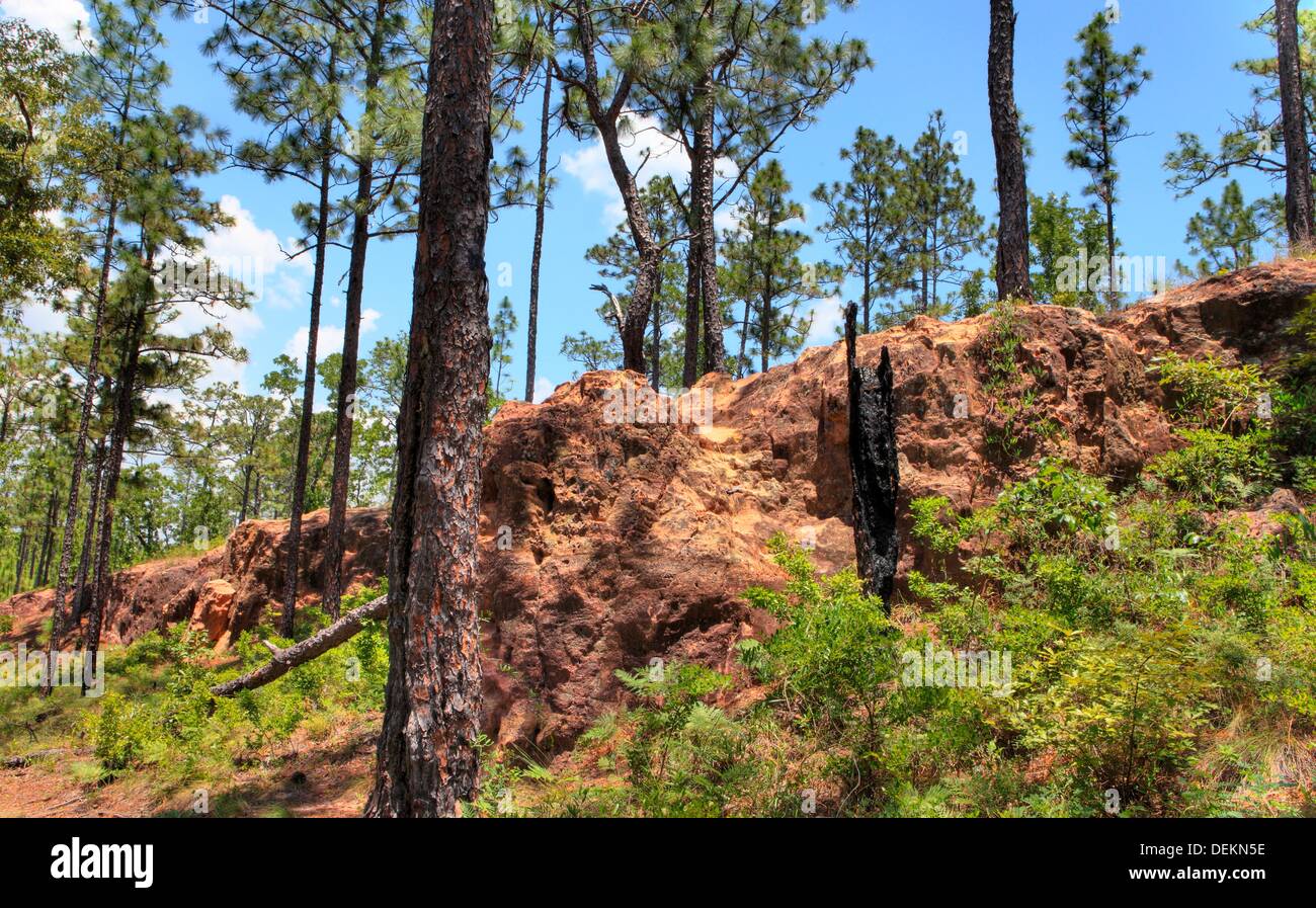 Torreya state park florida florida hi-res stock photography and images ...