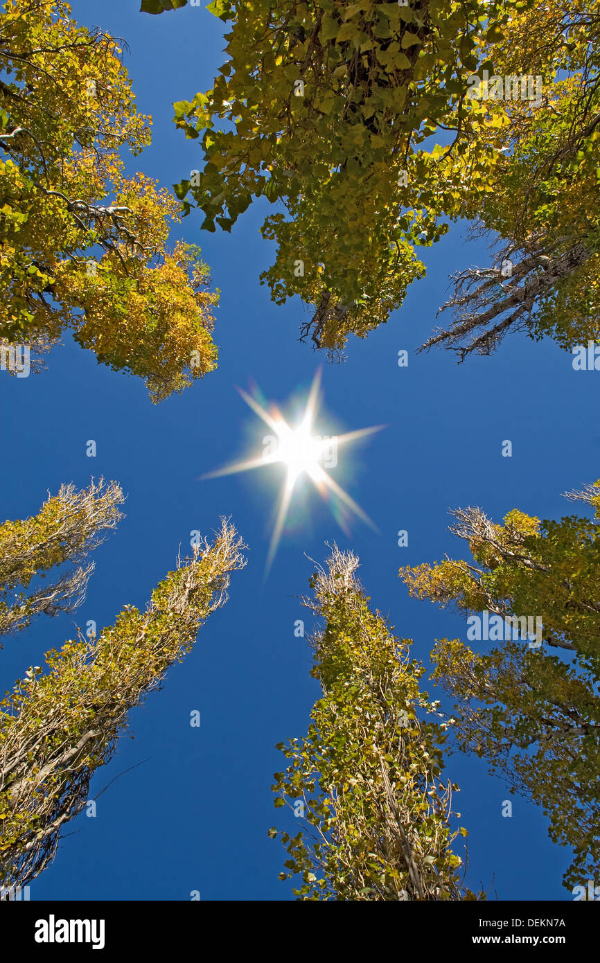 Yellow sun with trees hi-res stock photography and images - Alamy