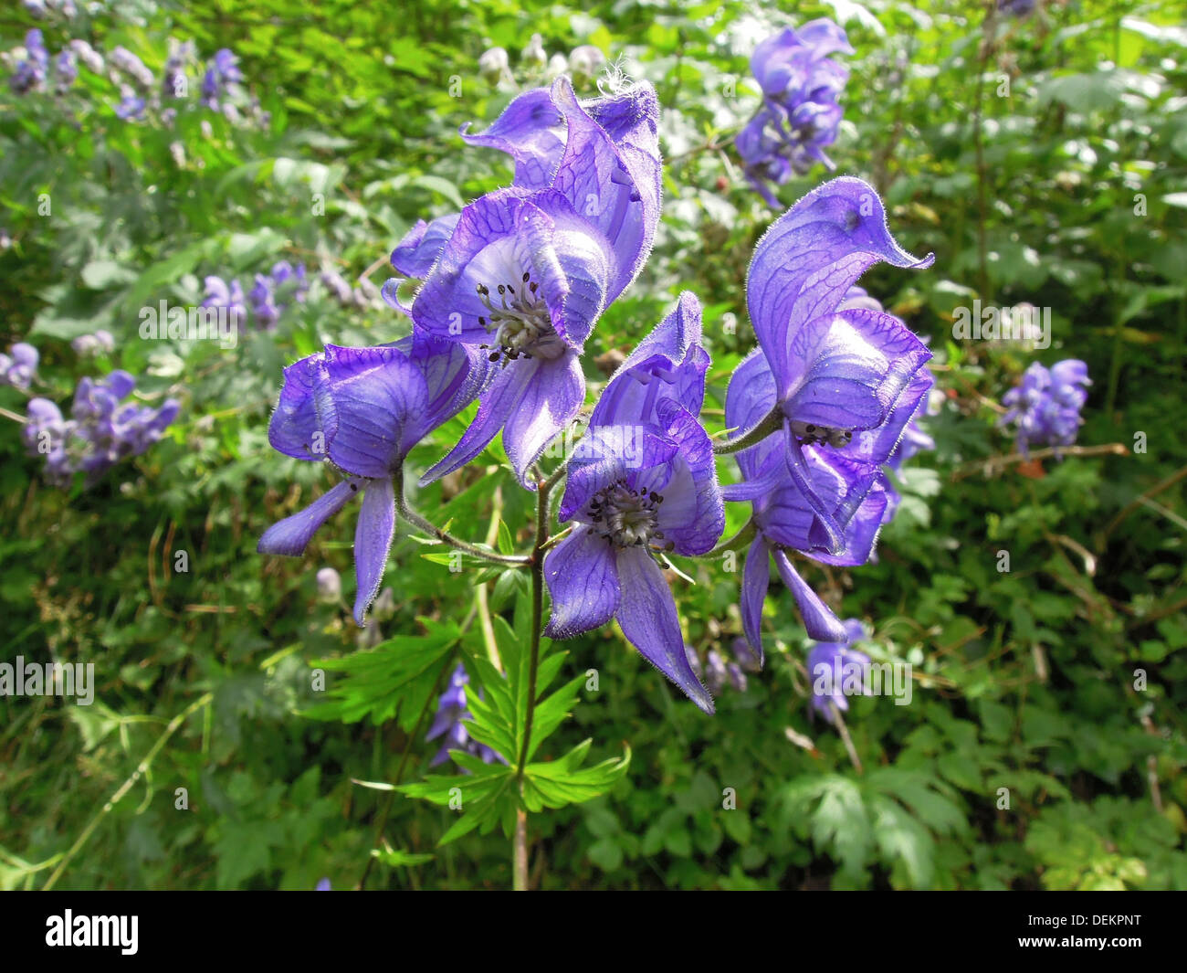 Purple alps flowers on Switzerland Stock Photo - Alamy