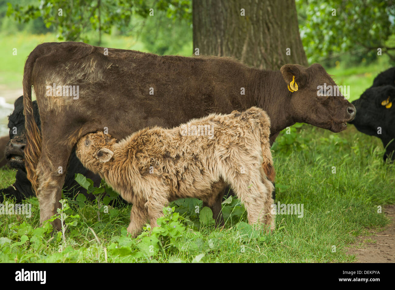 Calf Drinking From Cow High Resolution Stock Photography and Images - Alamy